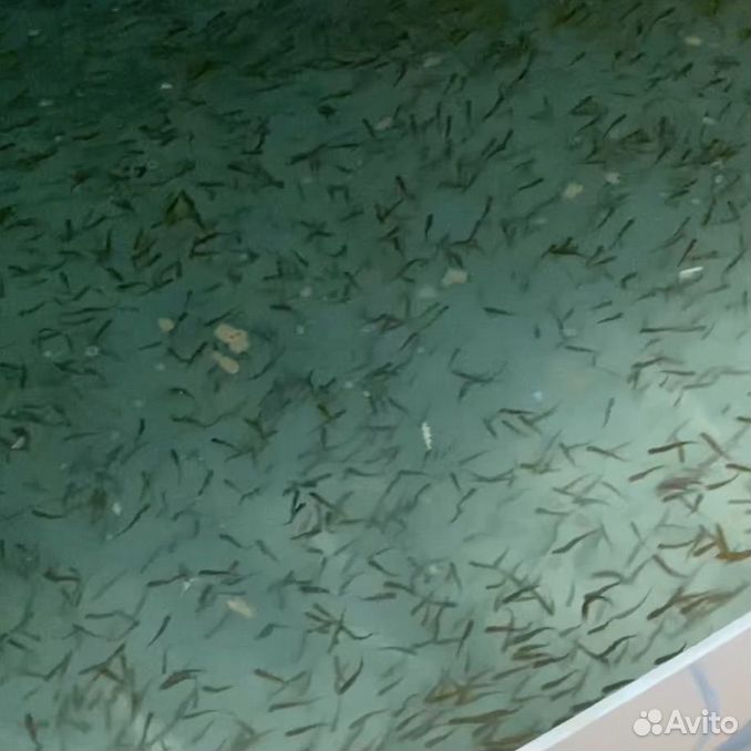 Малек форели, форель живая, рпм