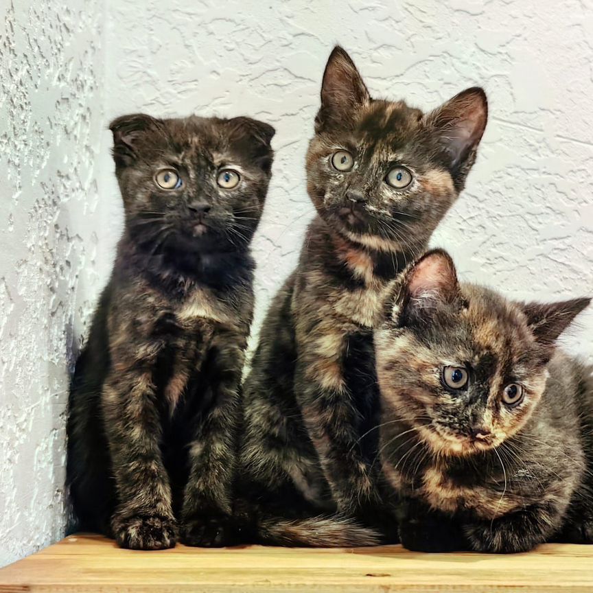 Три черепаховые кошечки, 2,5 месяца