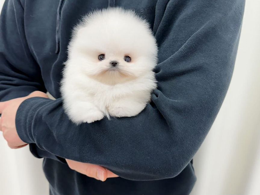 Померанский шпиц из Кореи микро размер