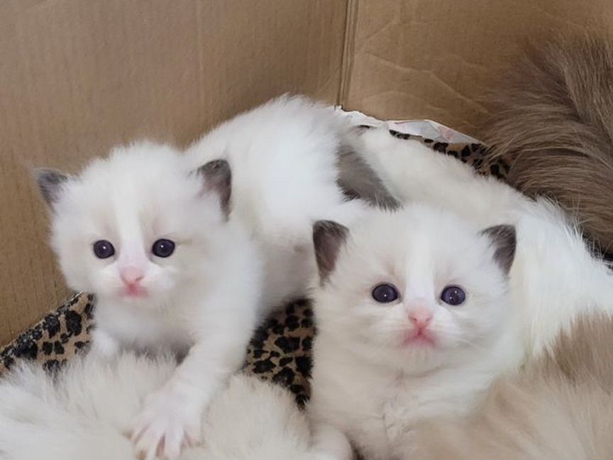 Котята рэгдолл