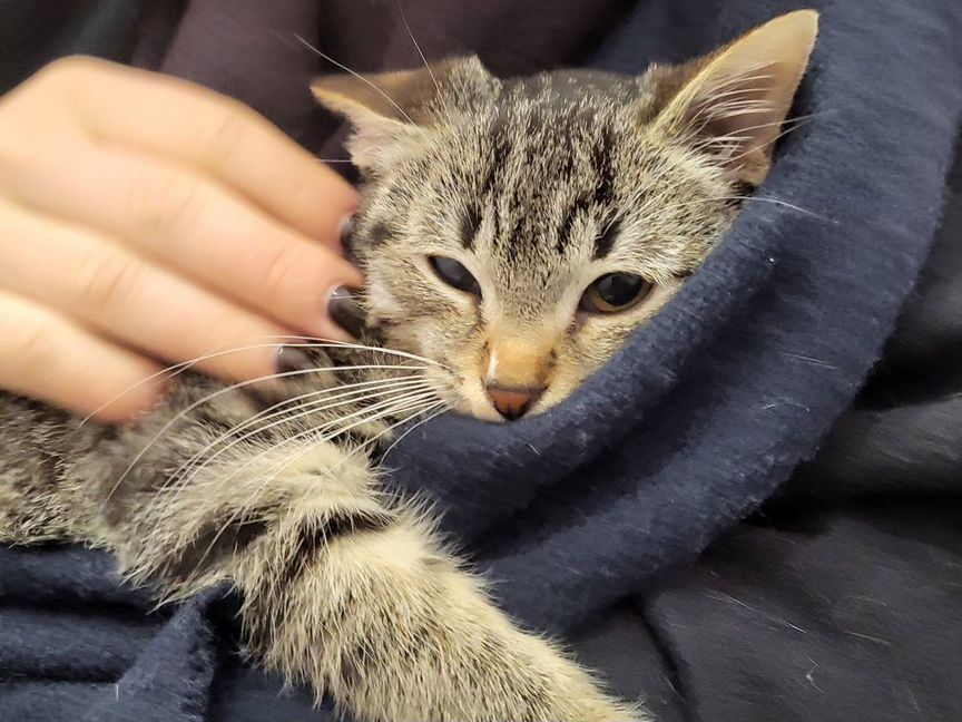 Котёнок ищет дом