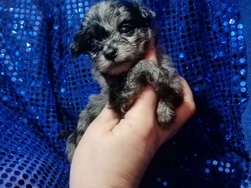 Крошка одна на миллион (мальтипу мини)