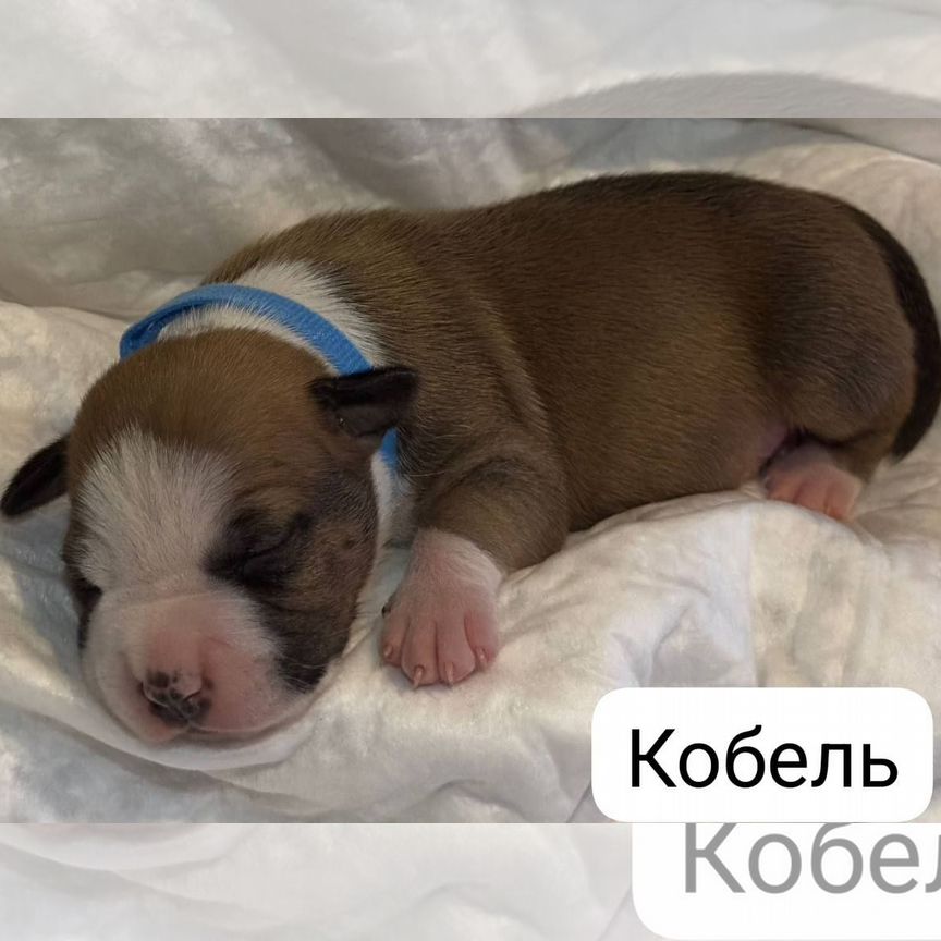 Щенки Американского Стаффордширского Терьера