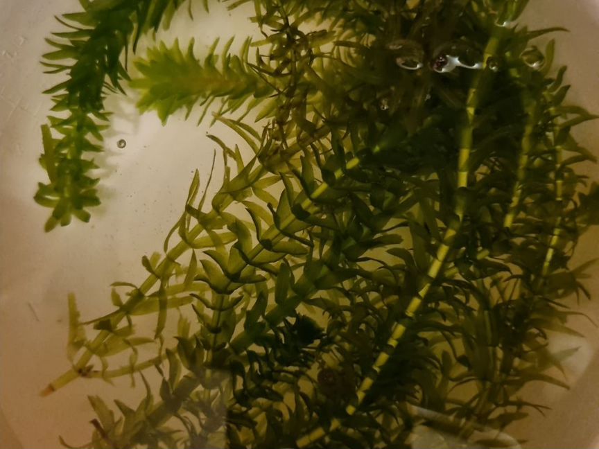 Аквариумное растение элодея