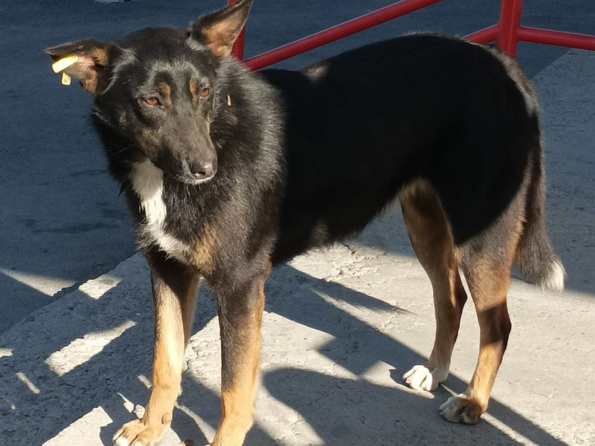 Собачка ищет хозяина