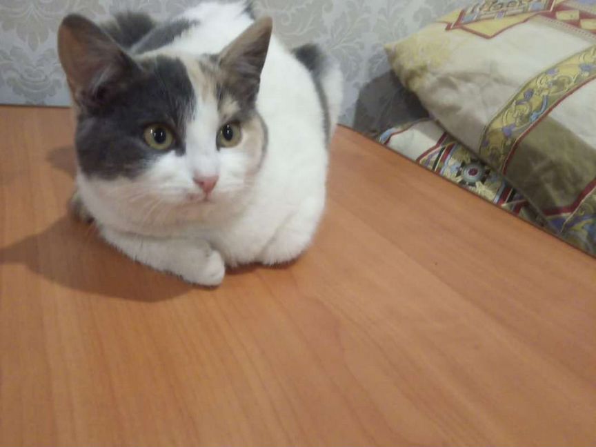 Котята 3 месяца