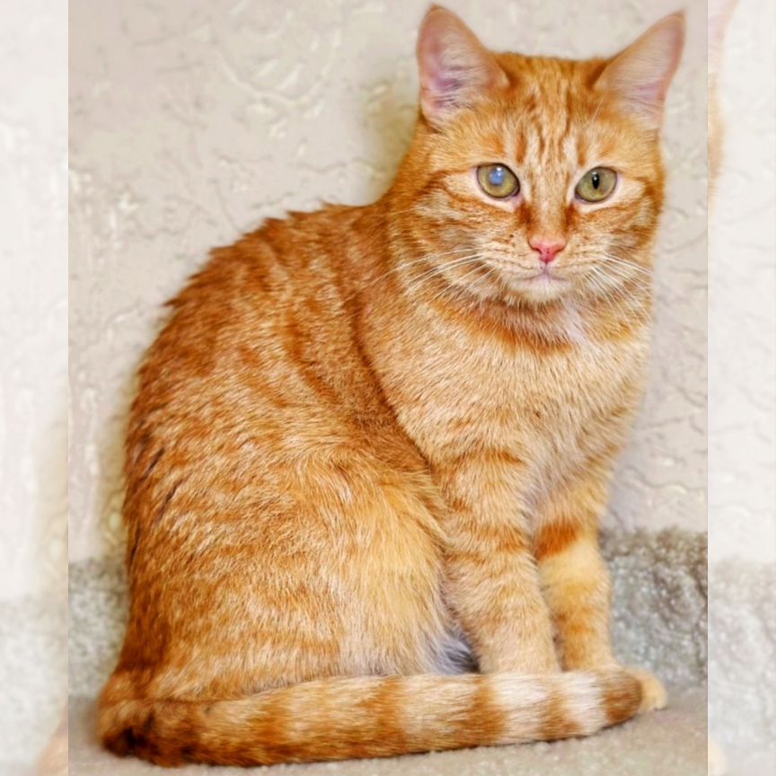 Взрослая кошка в добрые руки