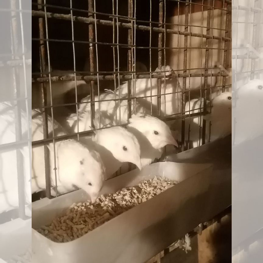 Перепела продажа