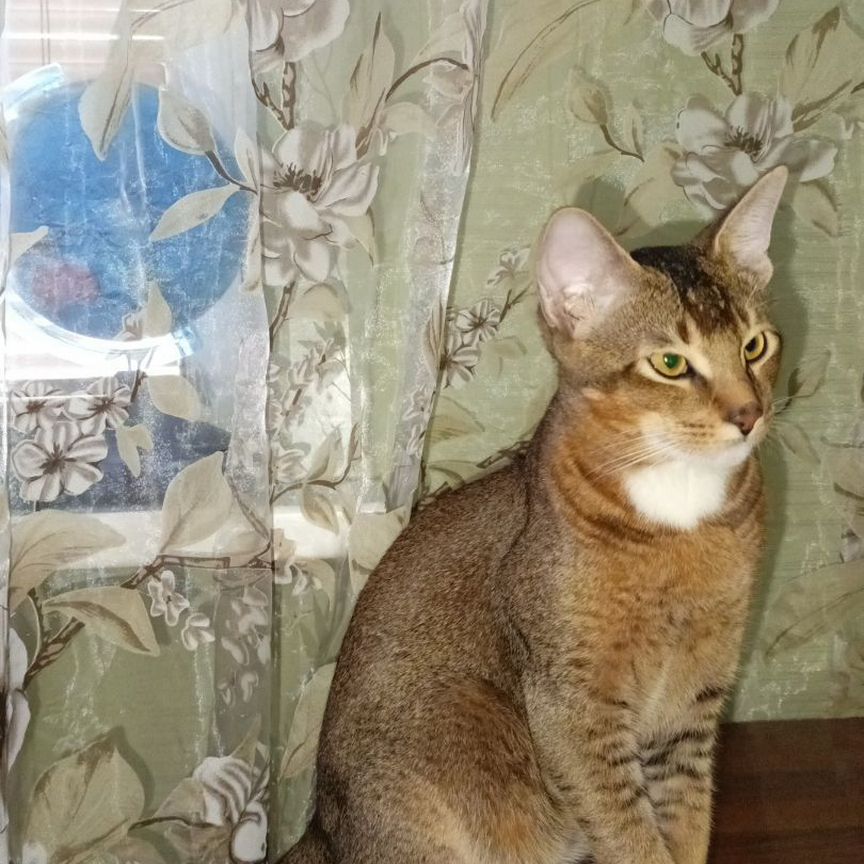Вязка кошек абиссинская