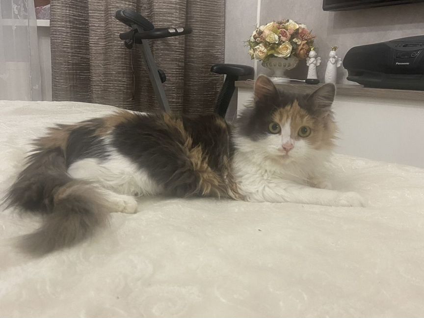 Кошка плюшевая