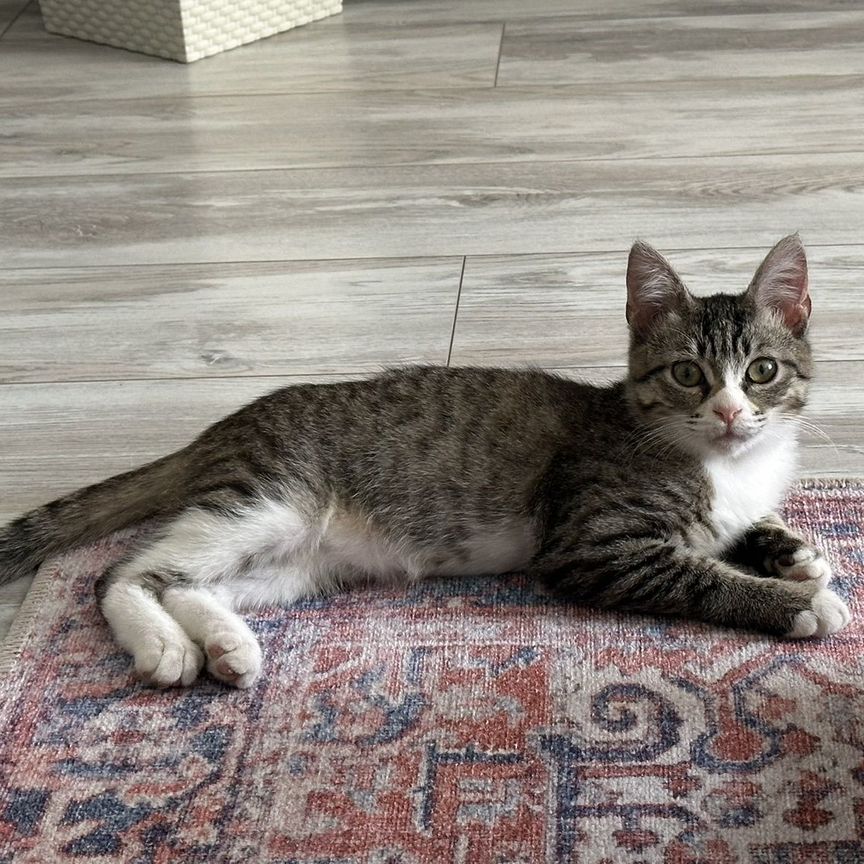 Котенок