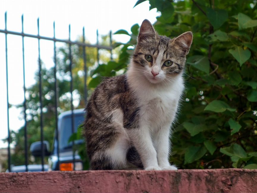 Котенок-пупсик в поисках дома