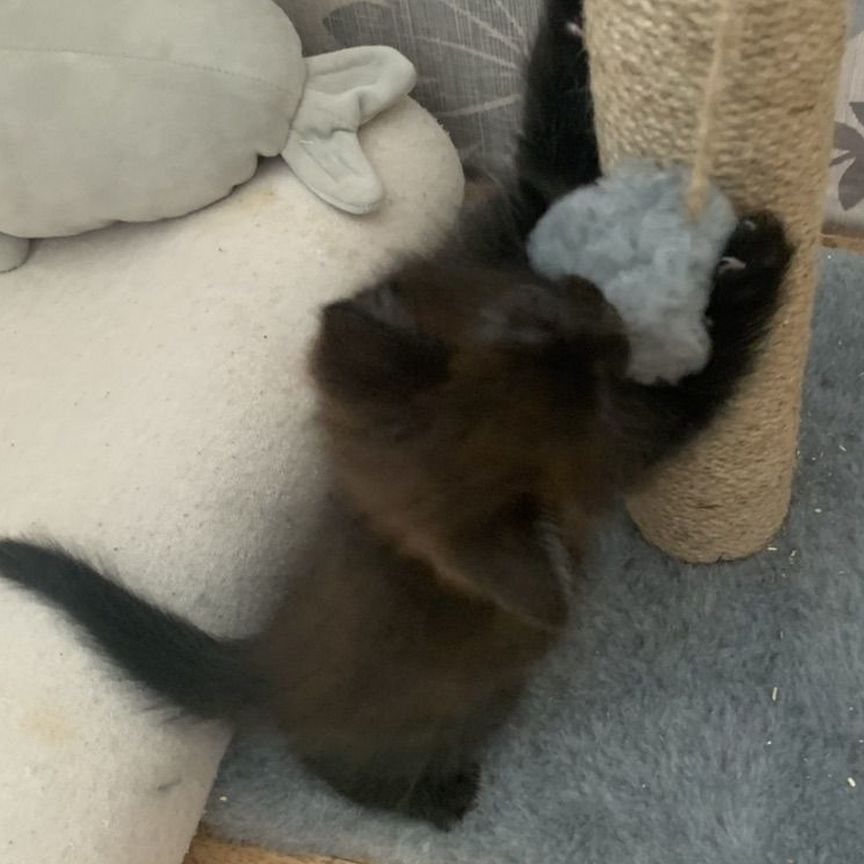 Котенок в добрые руки