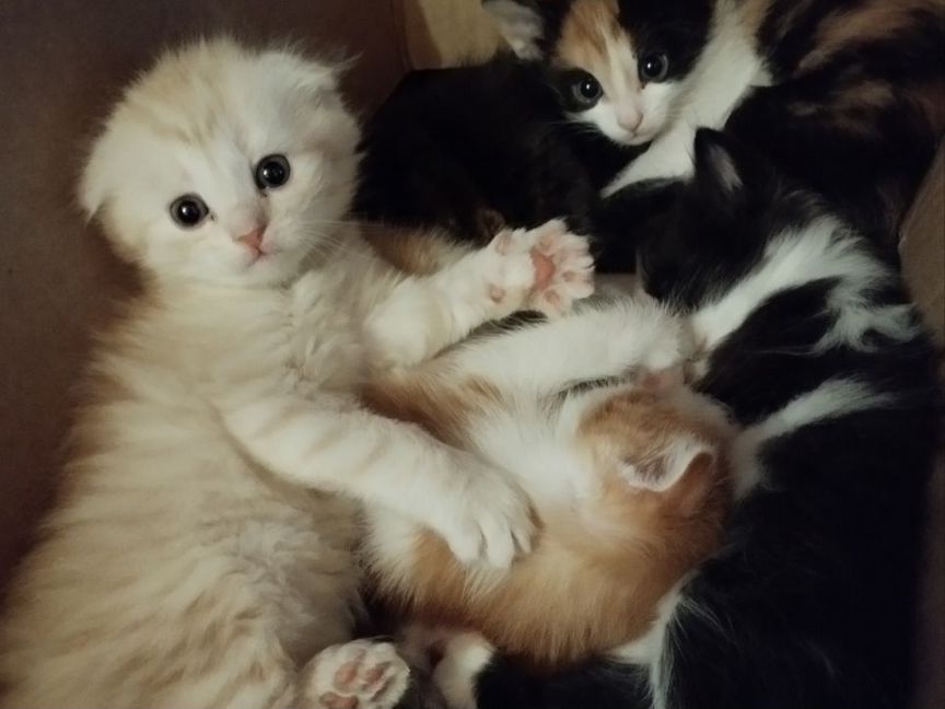Котятки от вислоухой кошечки в добрые руки