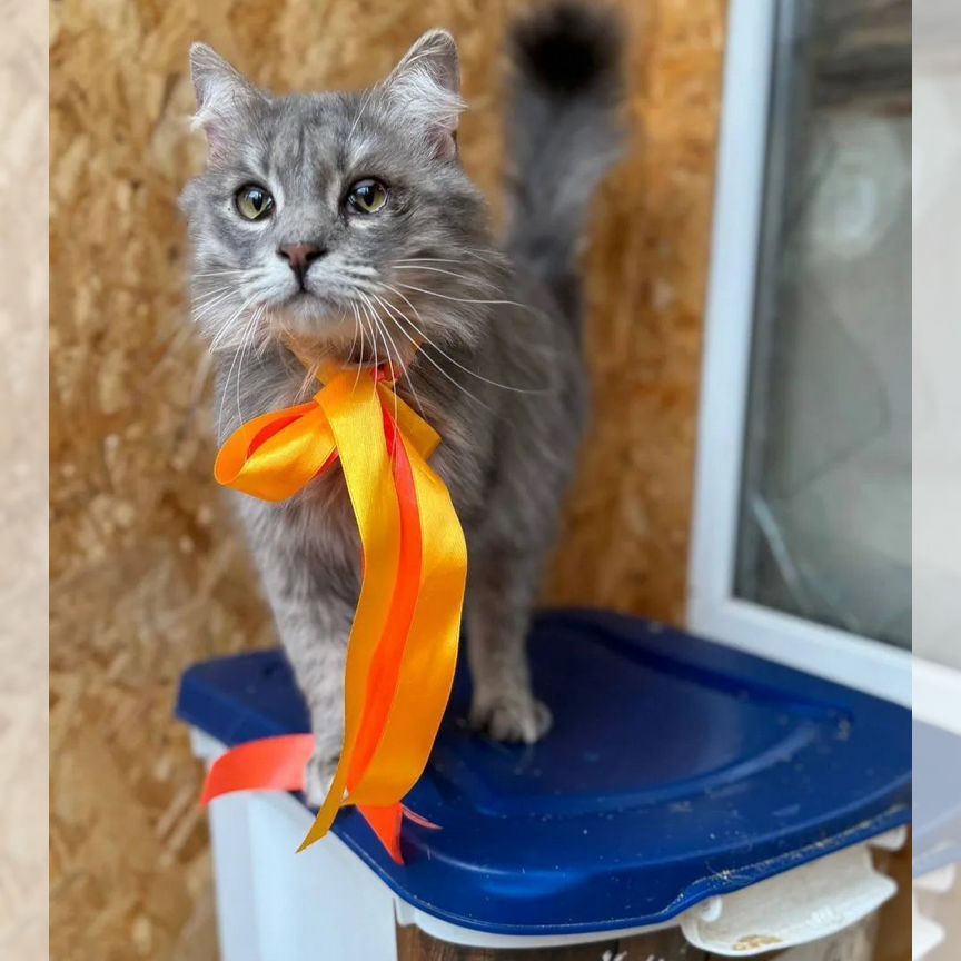 Взрослый кот в добрые руки