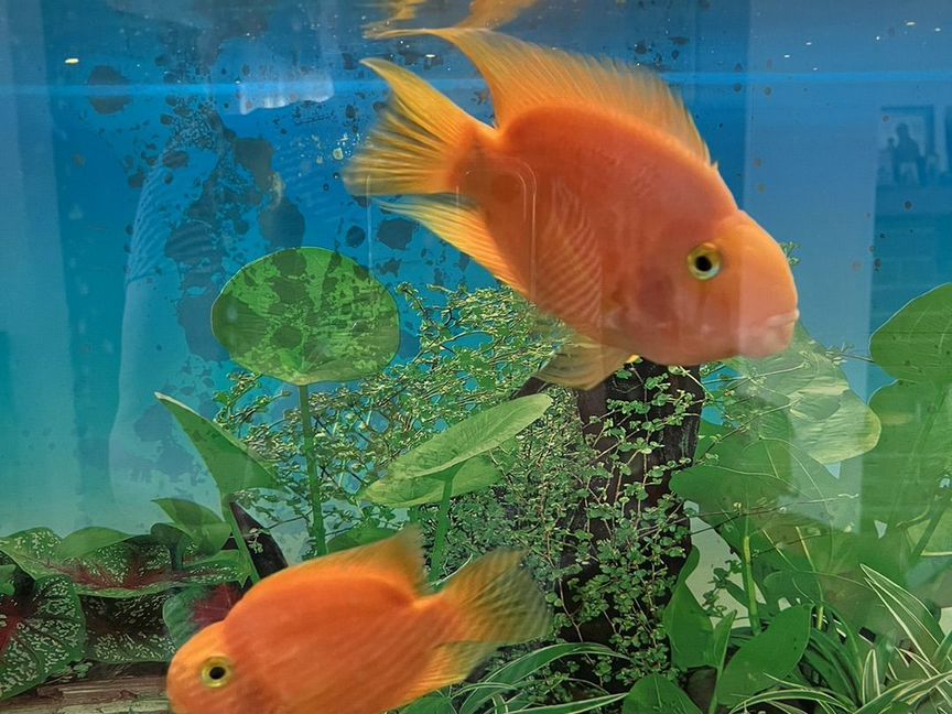 Аквариумные рыбы