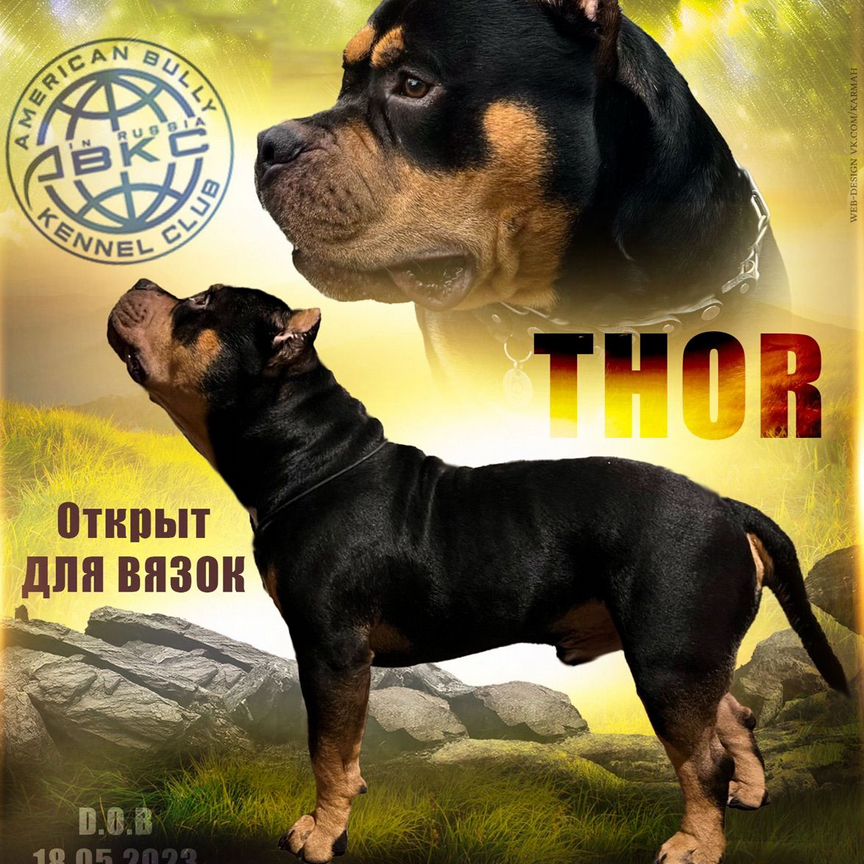 Американский булли вязка