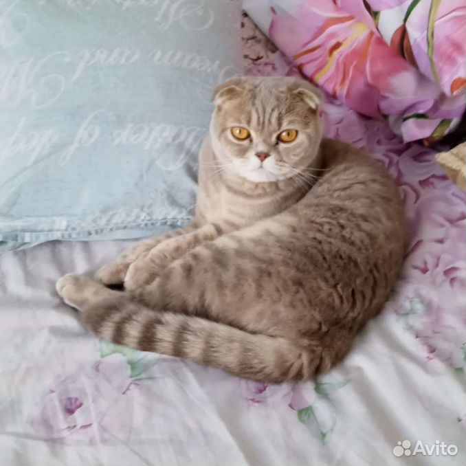 Шотланская вислоухая кошечка