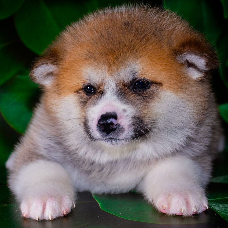 Акита-ину, щенок