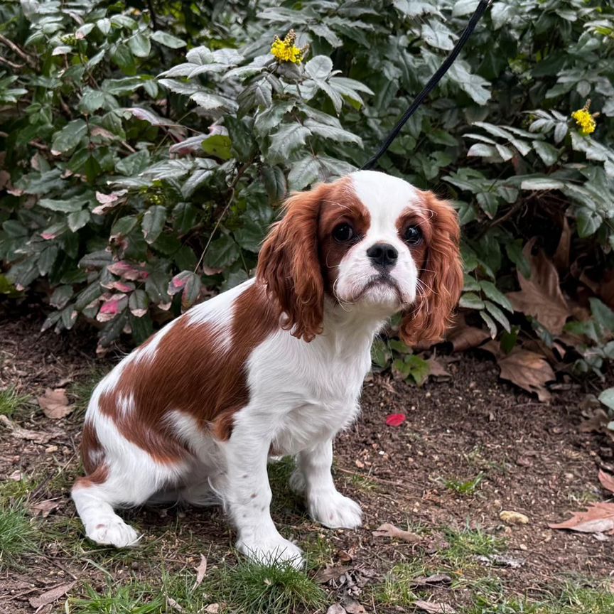 Щенки кавалер кинг чарльз спаниель