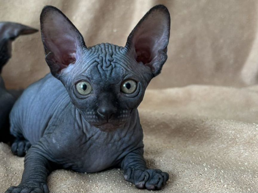 Канадский сфинкс котенок