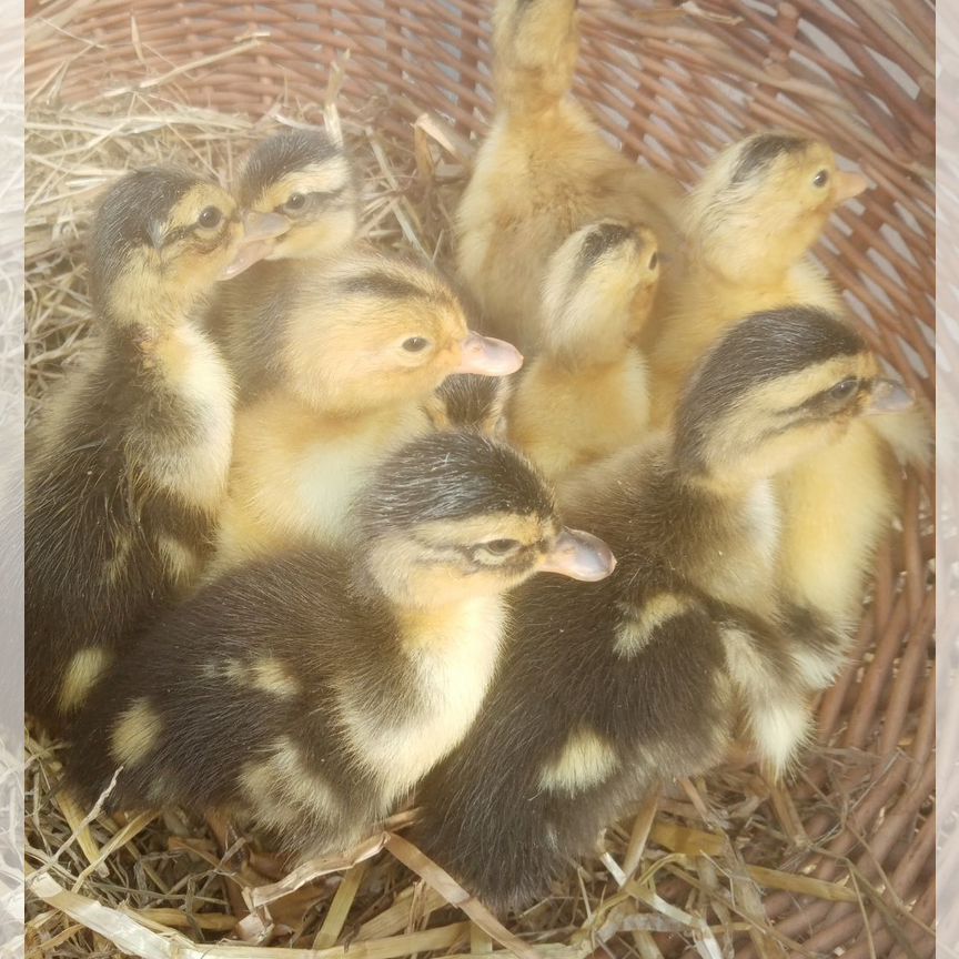 Продаю утят башкирской утки, (бронь до вечера.)