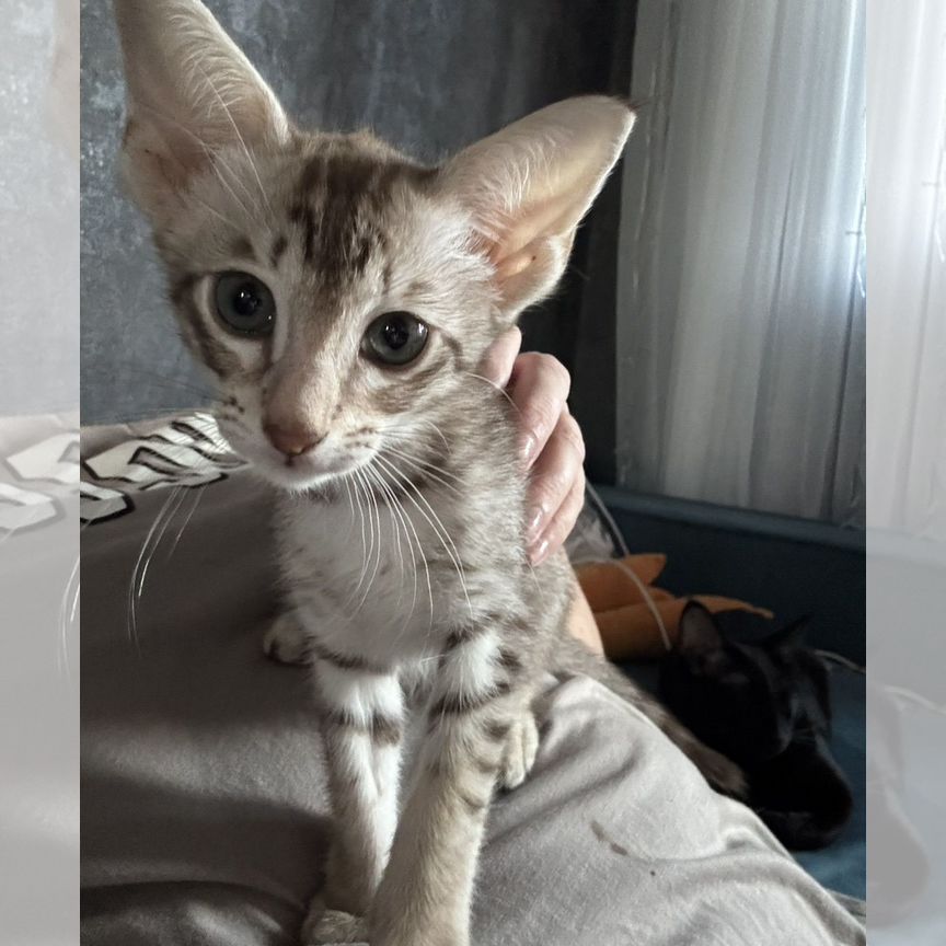 Ориентальный котёнок