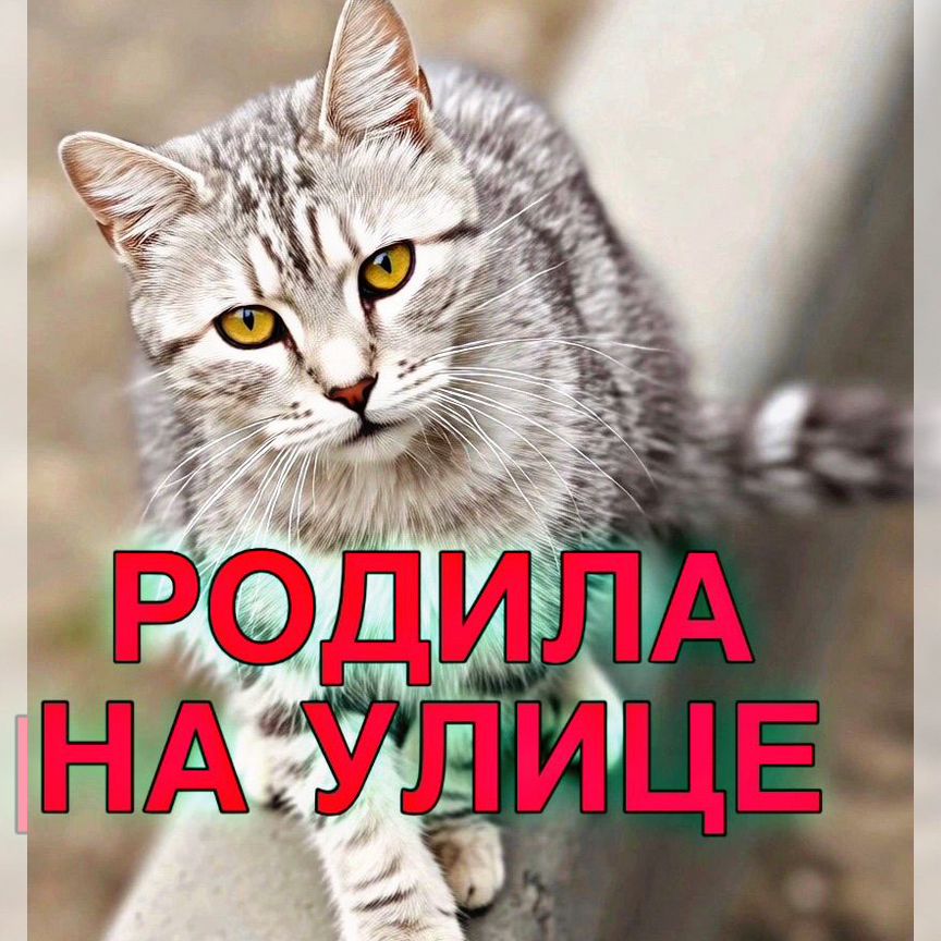 Взрослая, кошка в добрые руки