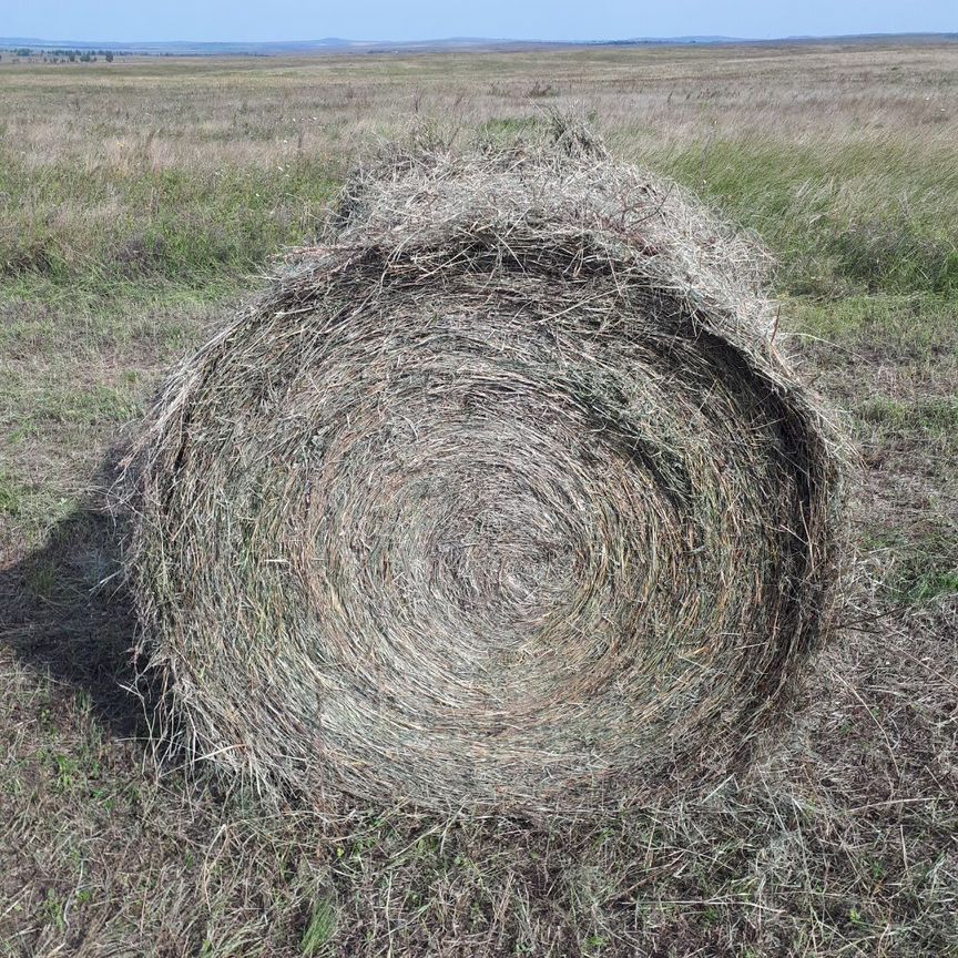 Сено солома