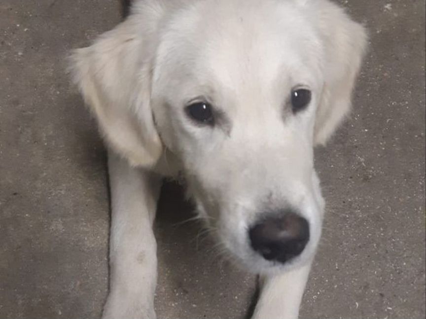 Лабрадор ретривер