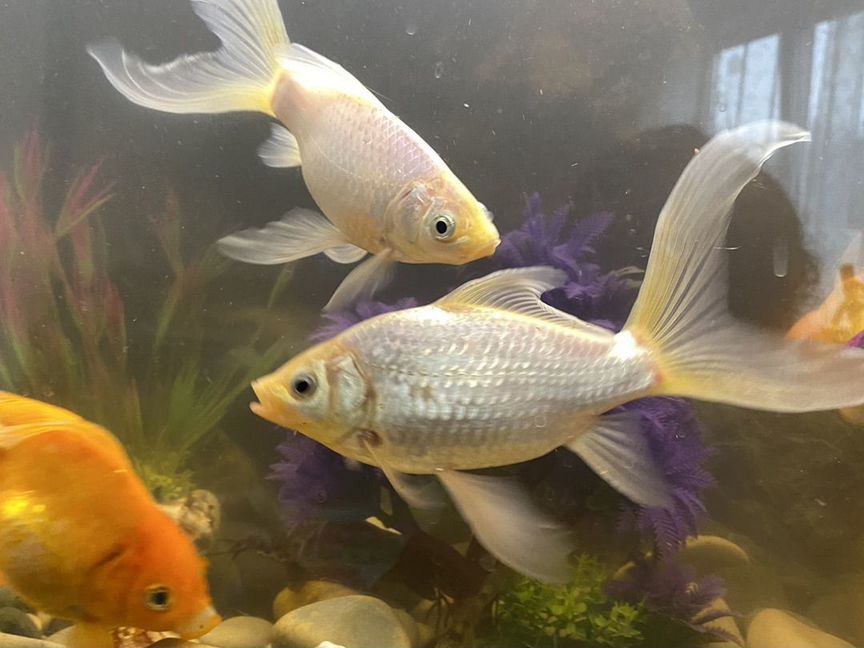 Аквариумные рыбки (Кометы)