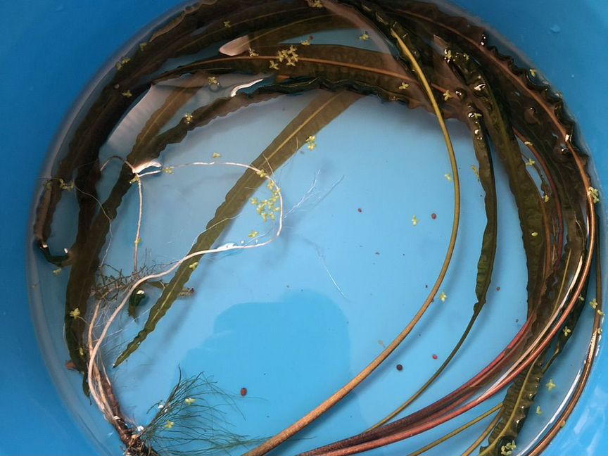 Криптокорина, Один большой куст бесплатно