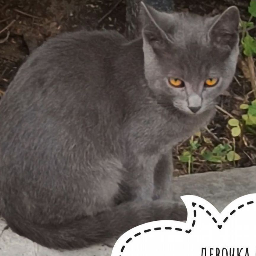 Котята породистые бесплатно