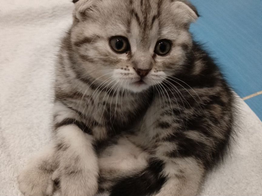 Шотландский вислоухий котенок