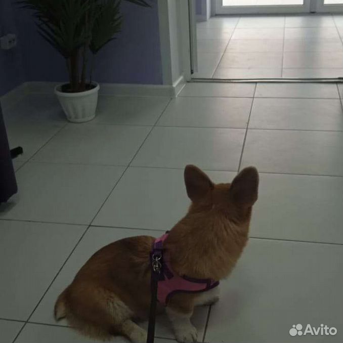 Щенок 5месяцев. Все документы и прививки сделаны