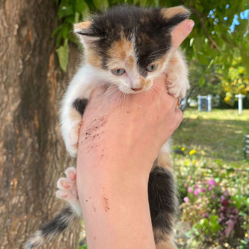 Котенок трехшерстный в добрые руки