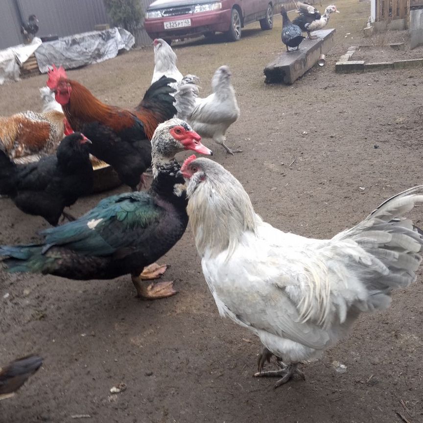 Молодые петухи домашние