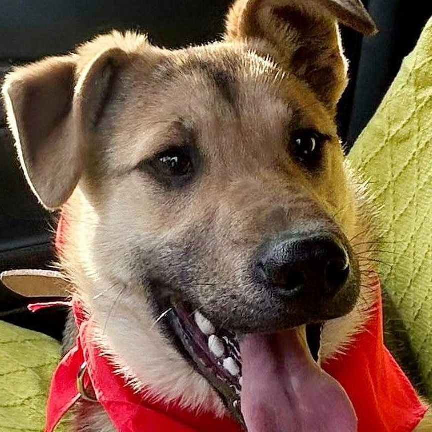 Щенок девочка в добрые руки