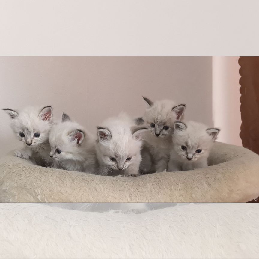 Невский маскарадный котёнок