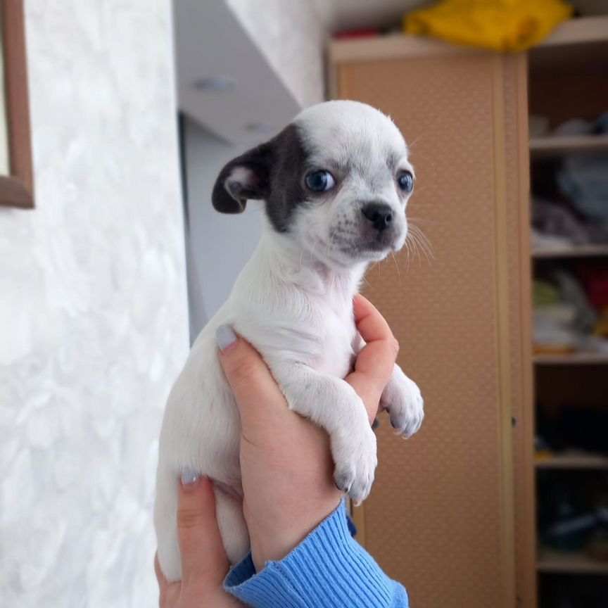 Щенки чихуахуа