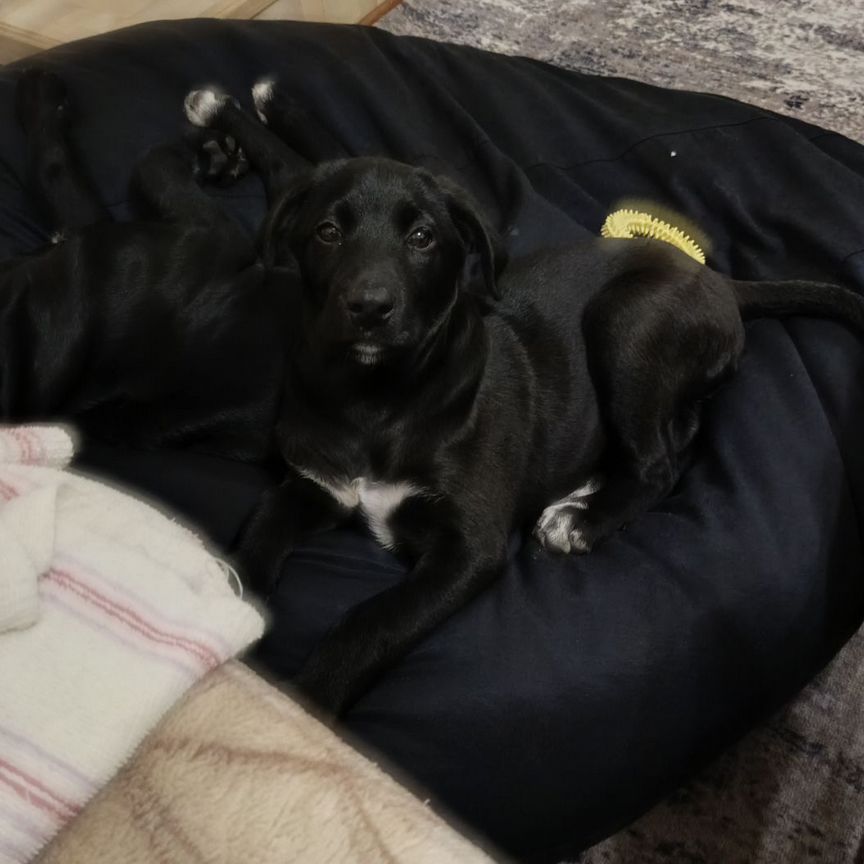 Лабрадор-ретривер, щенок