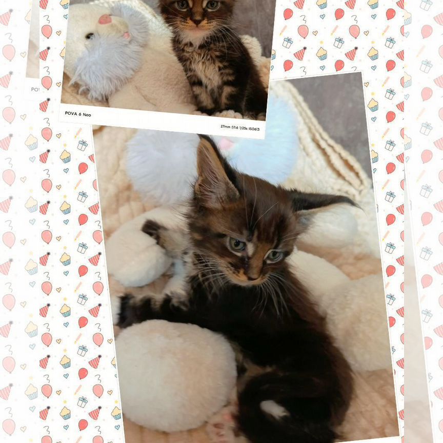 Майн кун котята