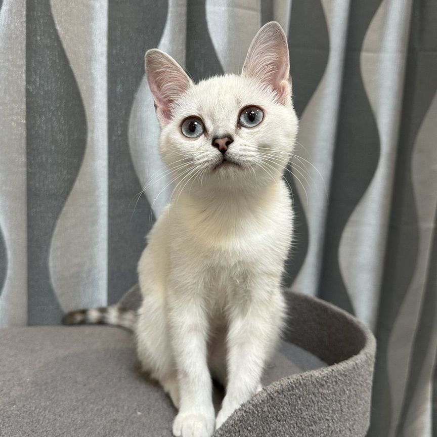 Британская серебристая шиншилла