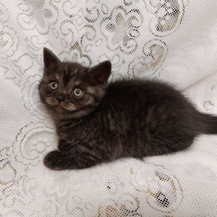 Котята девочки от мамы вислоушки
