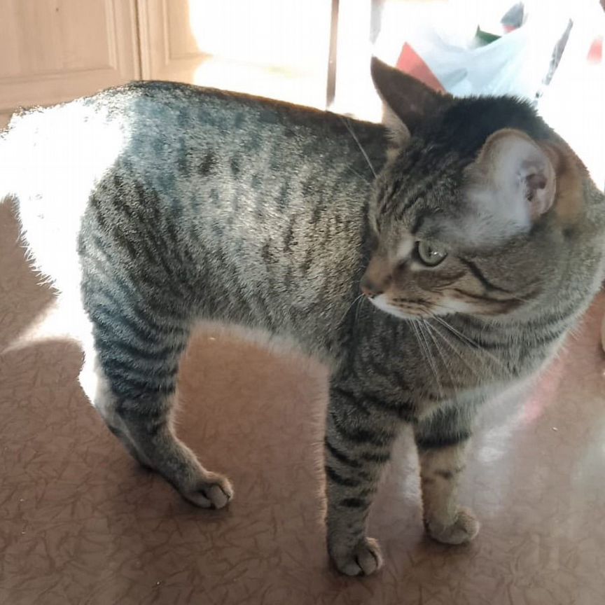 Кот (3 годика)