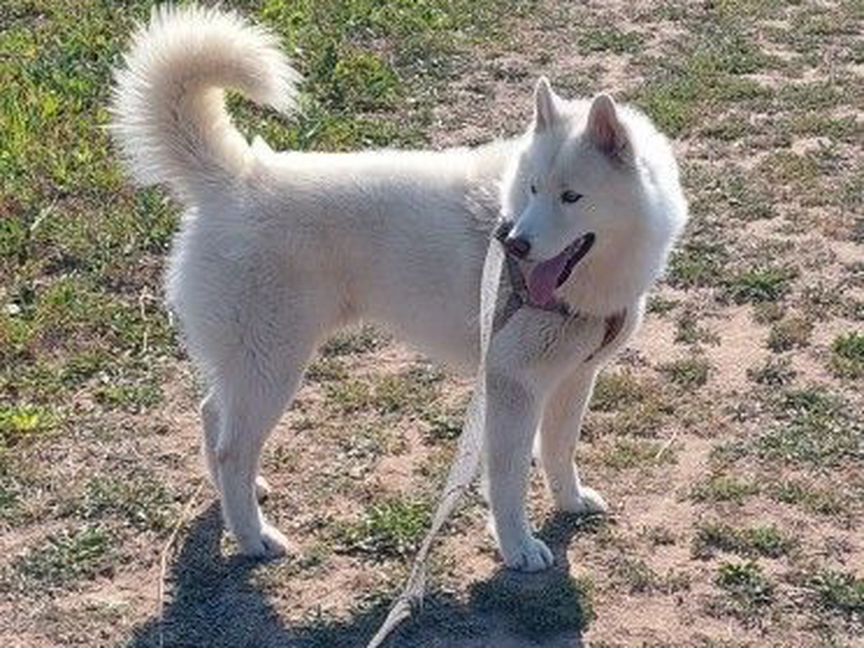 Хаски вязка