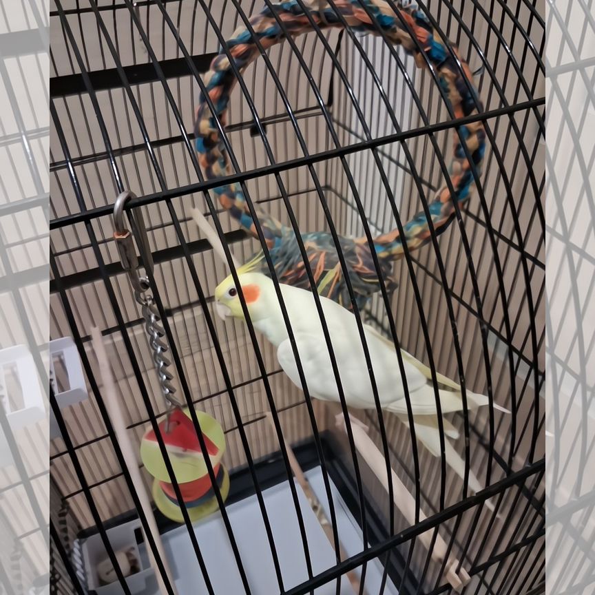 Попугай корелла с клеткой