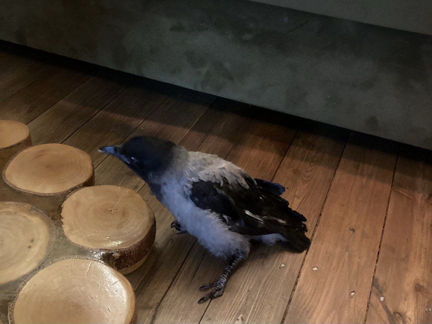 Отдам в добрые руки вороненка