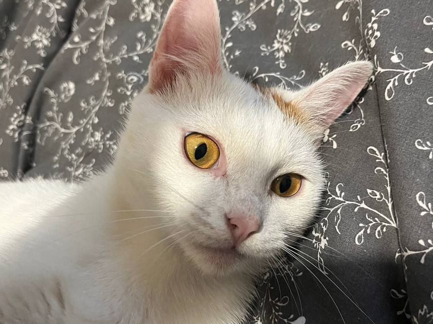 Котик милый обормотик