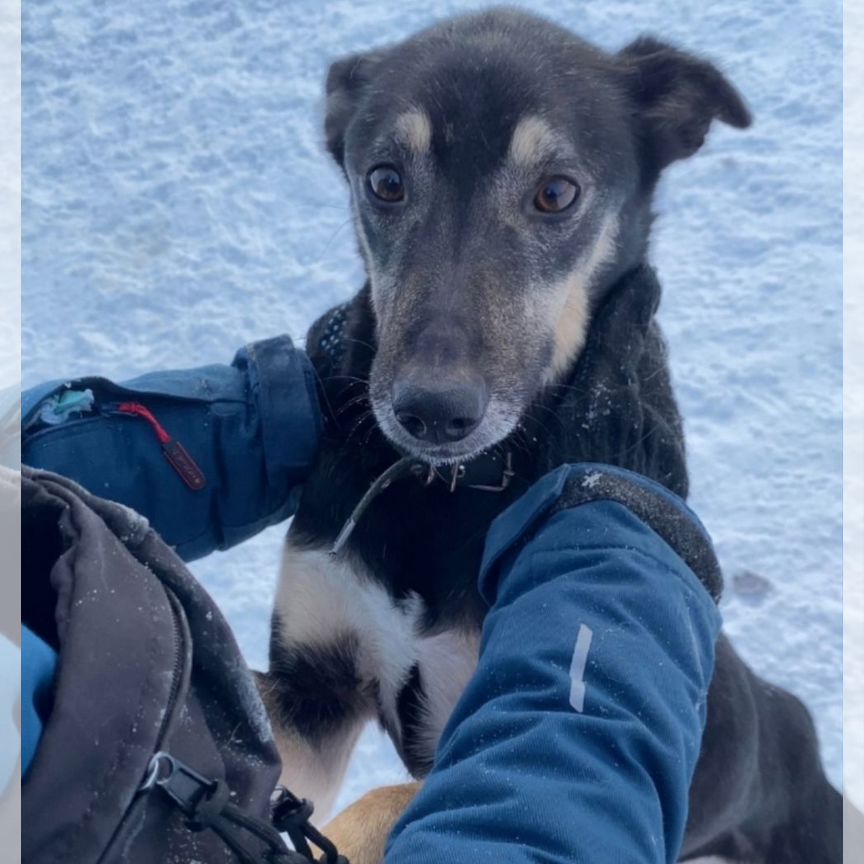 Взрослая собака в добрые руки